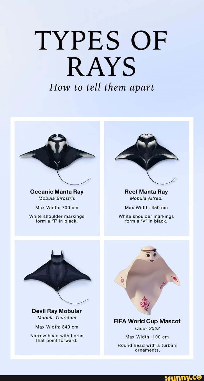 TYPES OF RAYS How to tell them apart Oceanic Manta Ray Mobula Birostris ...