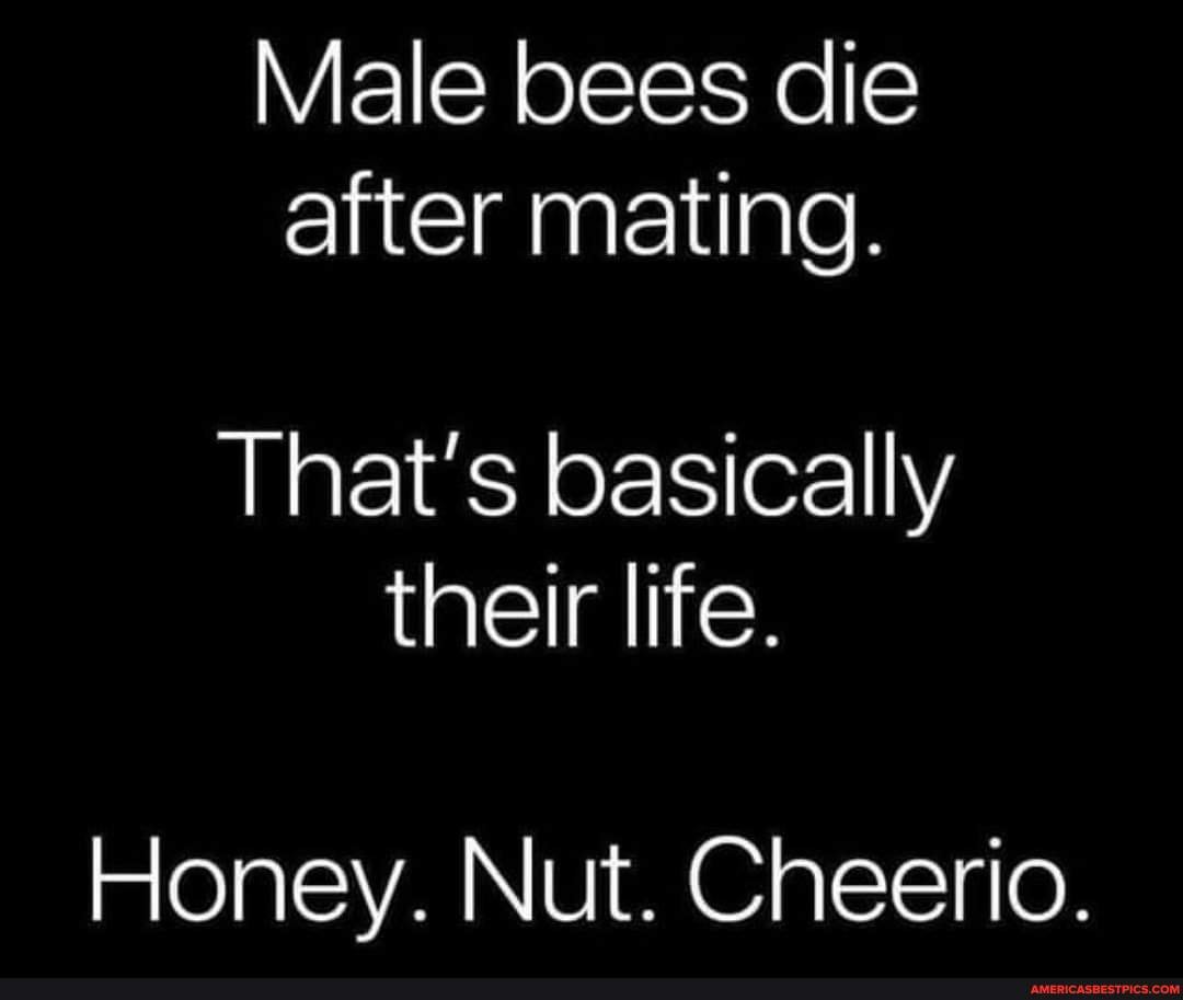 Male bees die after mating. That's basically their life. Honey. Nut ...