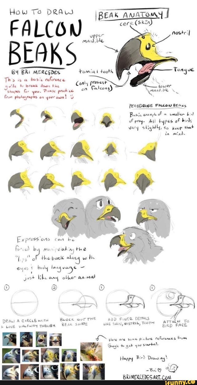 IBEAK ANATOMY FALCON mand ble BEAKS BAI MERCEDES +omia tooth This is ...