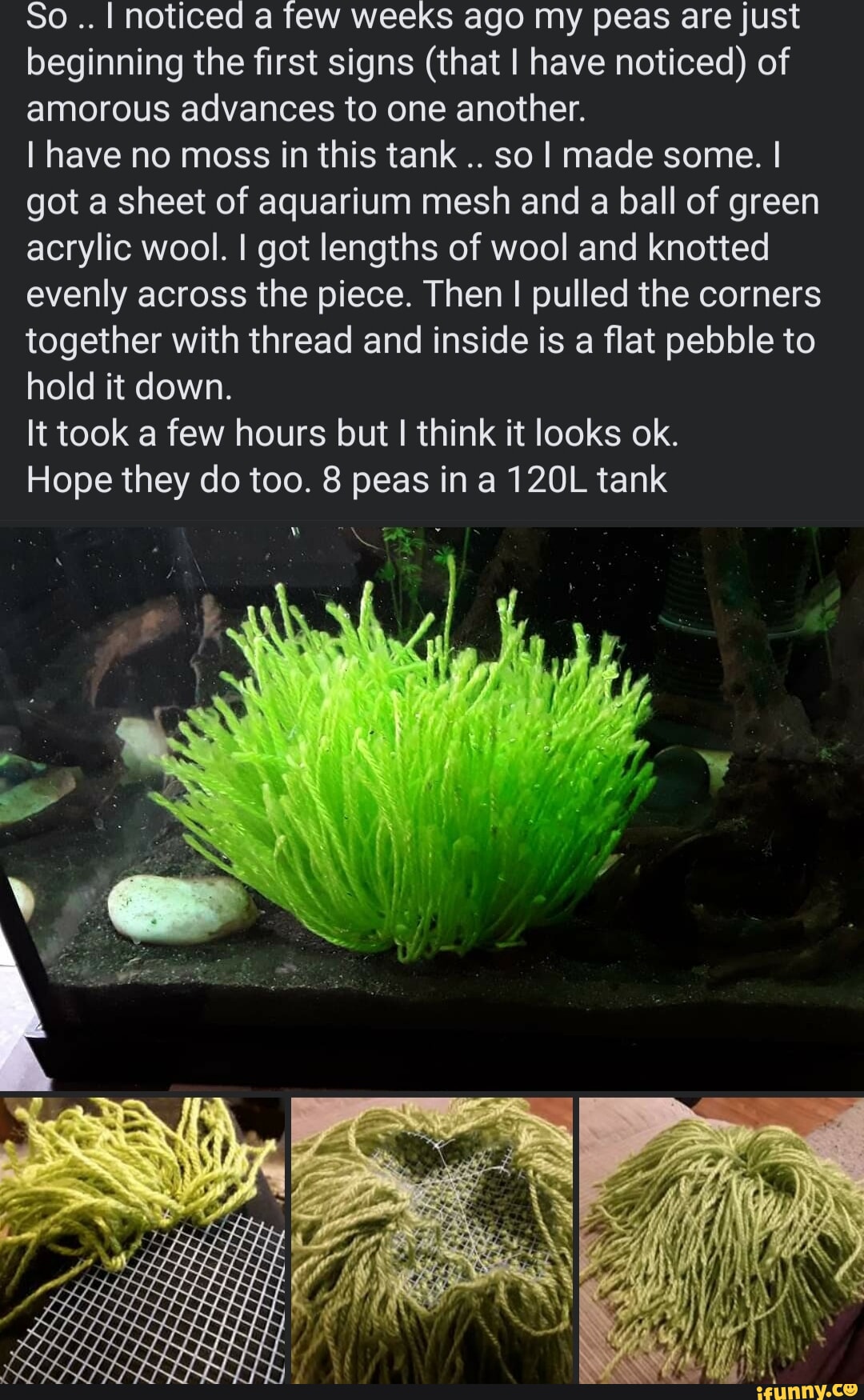 Amorous memes. Best Collection of funny Amorous pictures on iFunny