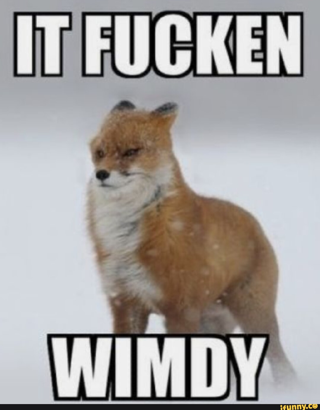 Windy memes. Best Collection of funny Windy pictures on iFunny