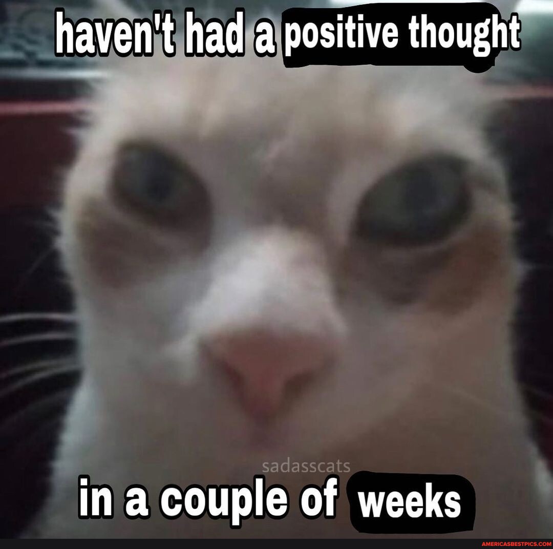 Head empty - - - #meme #memes #cat #cats #catmeme #catmemes #sadcat # ...