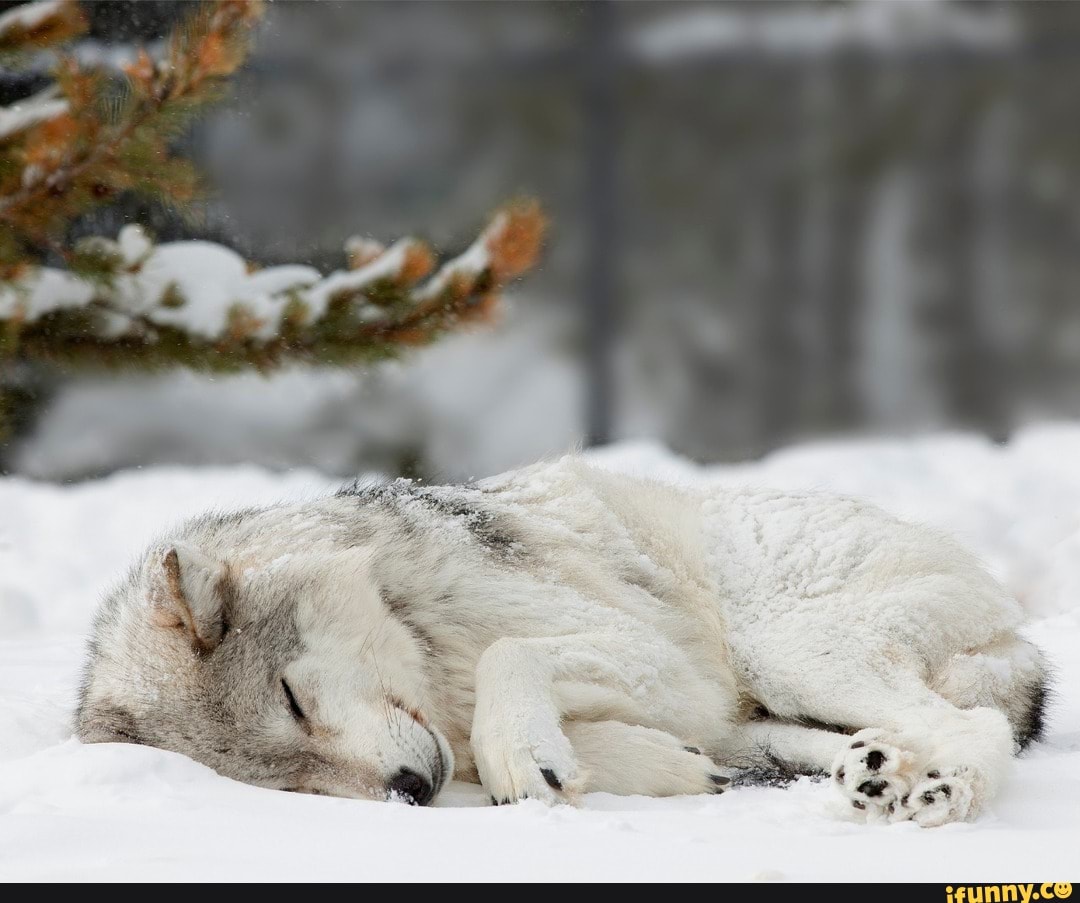 Wolfie memes. Best Collection of funny Wolfie pictures on iFunny