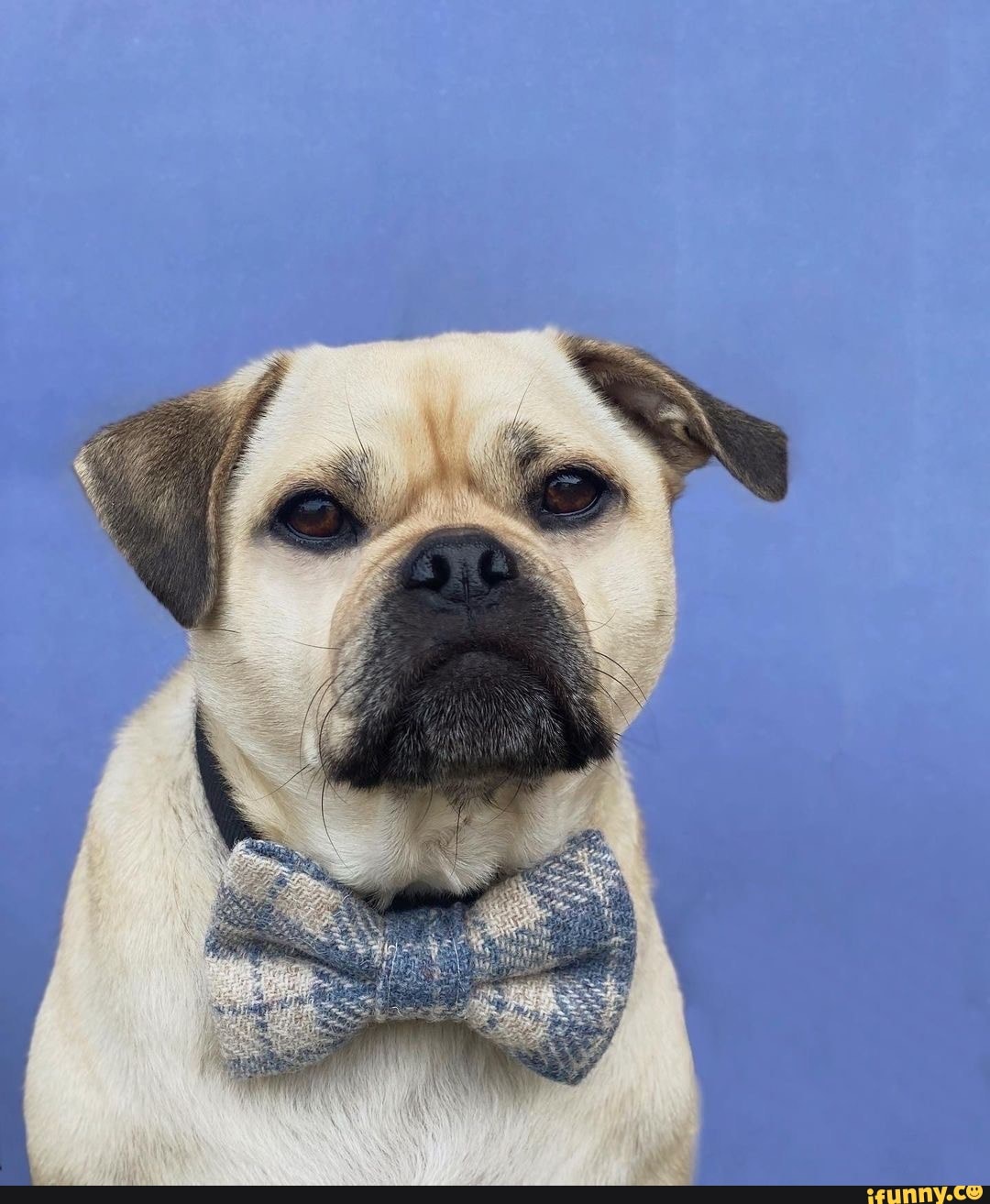 𝘙𝘦𝘨𝘨𝘪𝘦 memes. Best Collection of funny 𝘙𝘦𝘨𝘨𝘪𝘦 pictures on iFunny