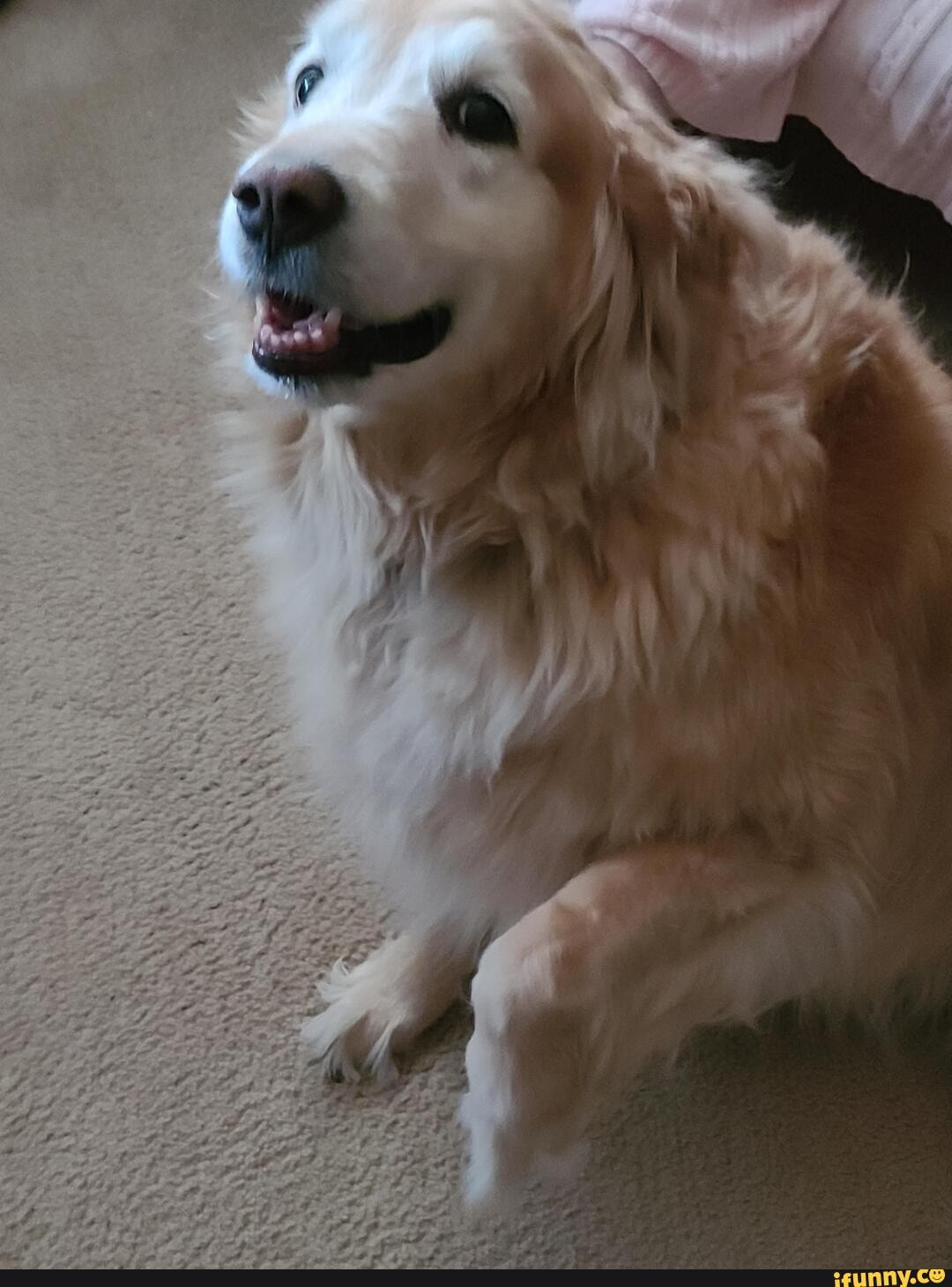 Heckin_good_boy memes. Best Collection of funny Heckin_good_boy ...