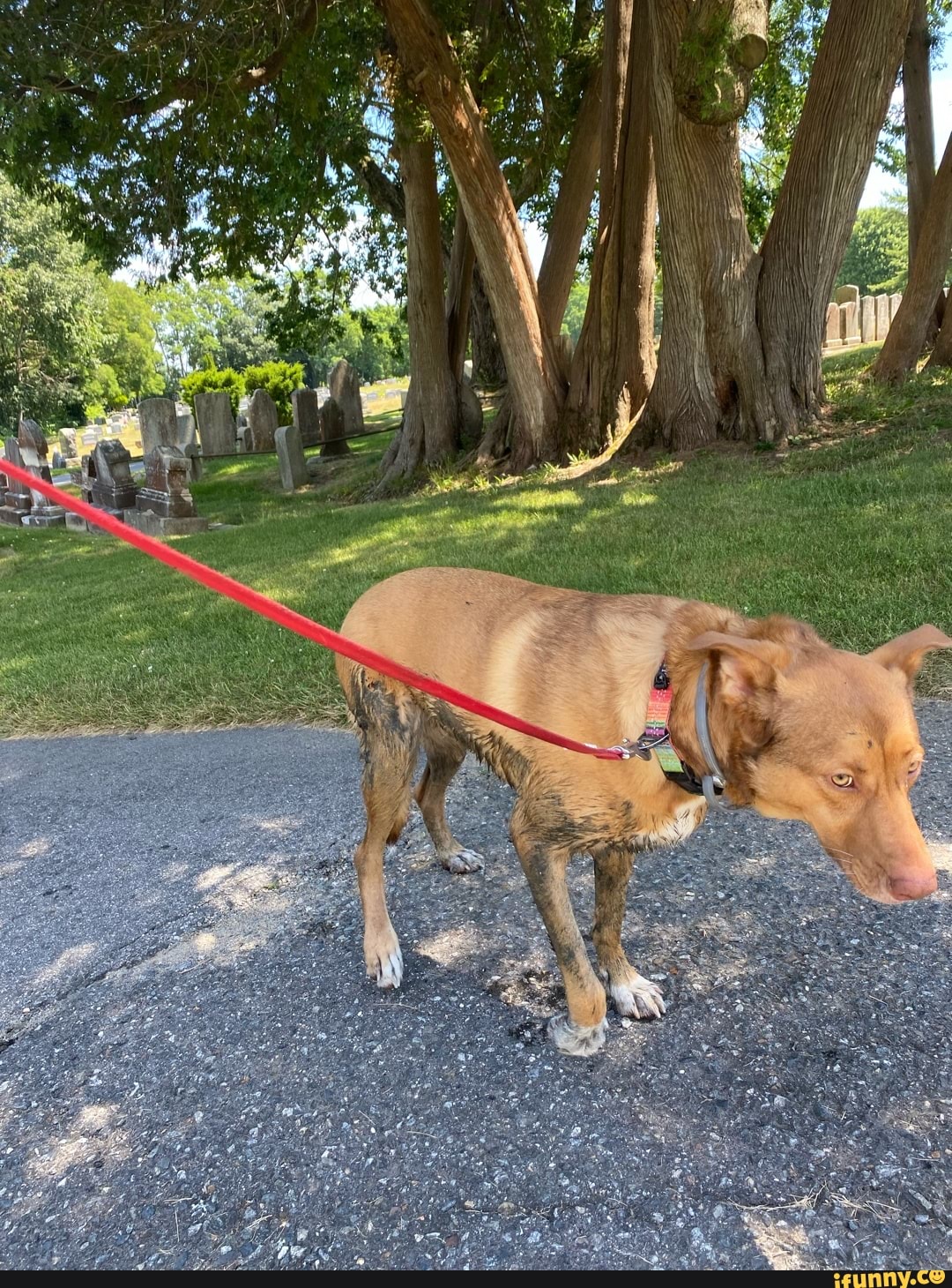 Bagheera memes. Best Collection of funny Bagheera pictures on iFunny