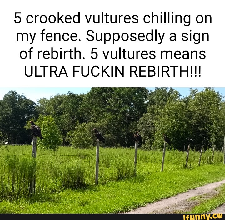 Vultures memes. Best Collection of funny Vultures pictures on iFunny