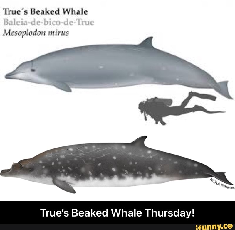 Bico memes. Best Collection of funny Bico pictures on iFunny