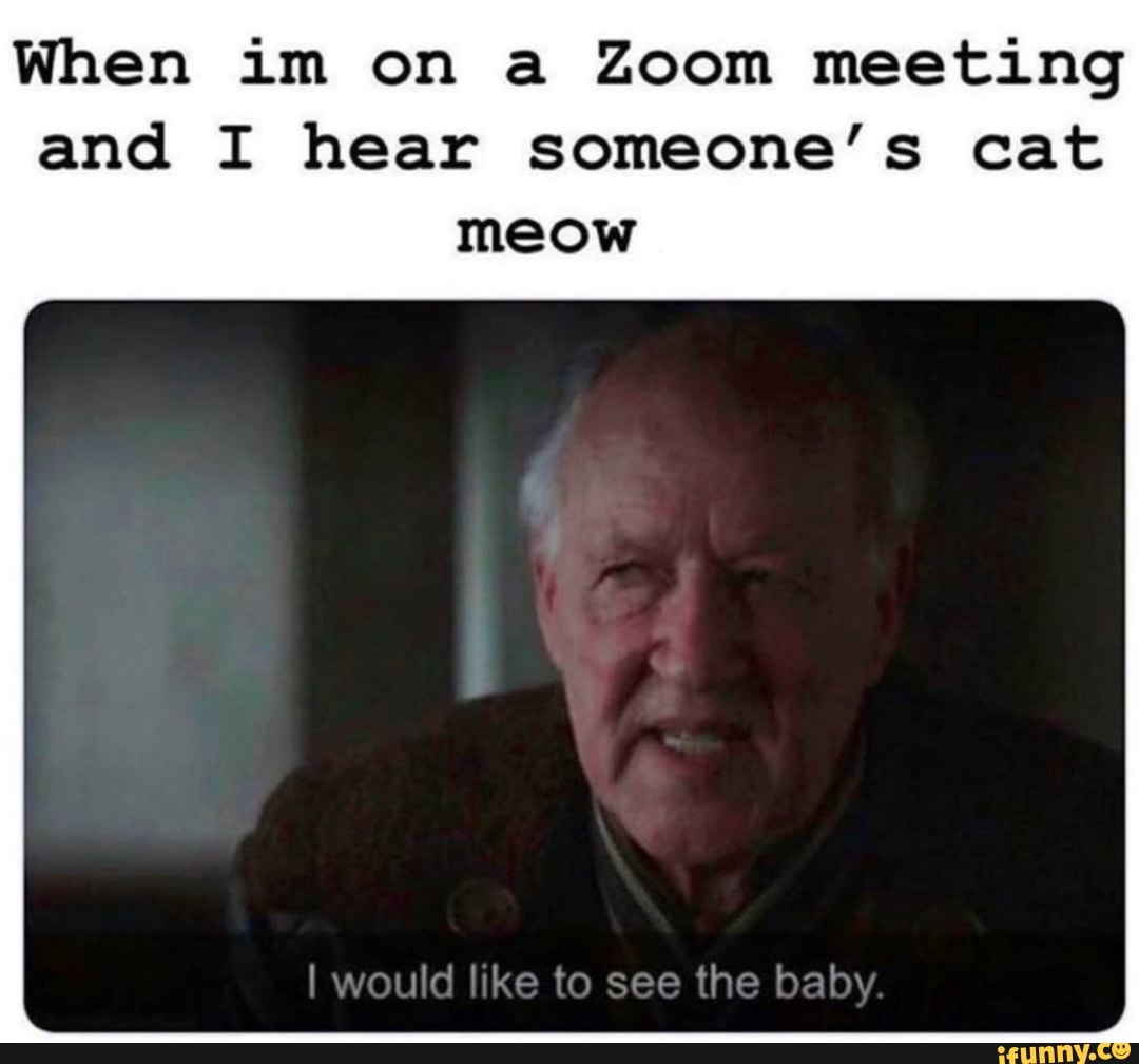 When im on a Zoom meeting and I hear someone's cat meow - iFunny