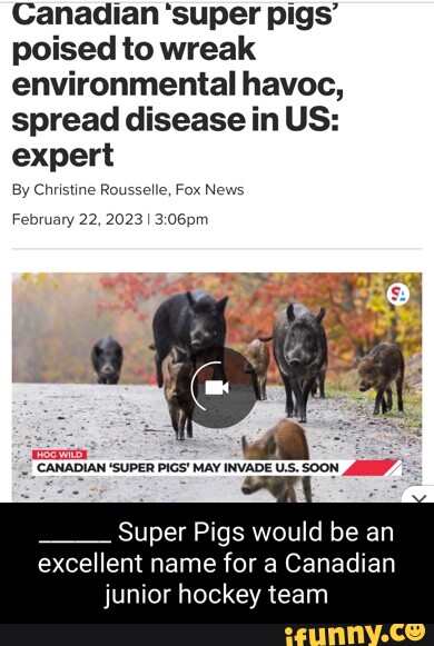 Canadian 'super pigs' poised to wreak environmental havoc, spread ...