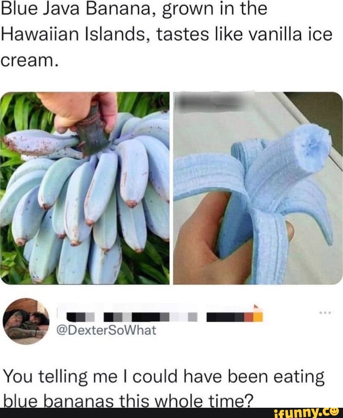 Blue Java Banana, grown in the Hawaiian Islands, tastes like vanilla ...