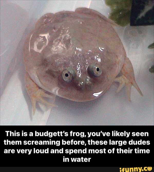 Budgetts memes. Best Collection of funny Budgetts pictures on iFunny
