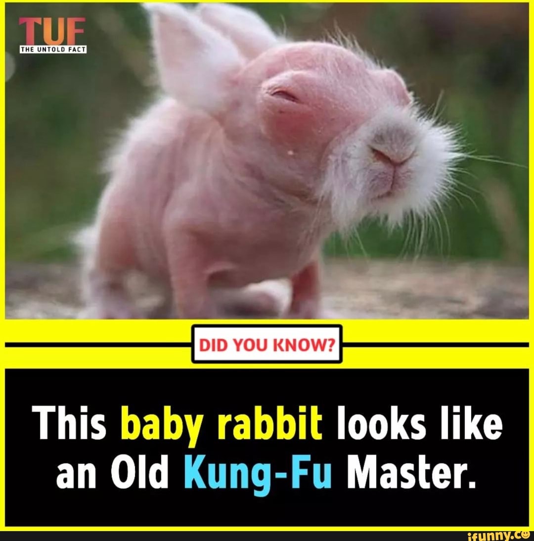 DID YOU KNOW? This baby rabbit looks like an Old Kung-Fu Master. - iFunny