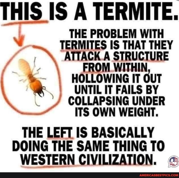 THIS IS A TERMITE. THE PROBLEM WITH TERMITES IS THAT THEY \ ATTACK .A ...