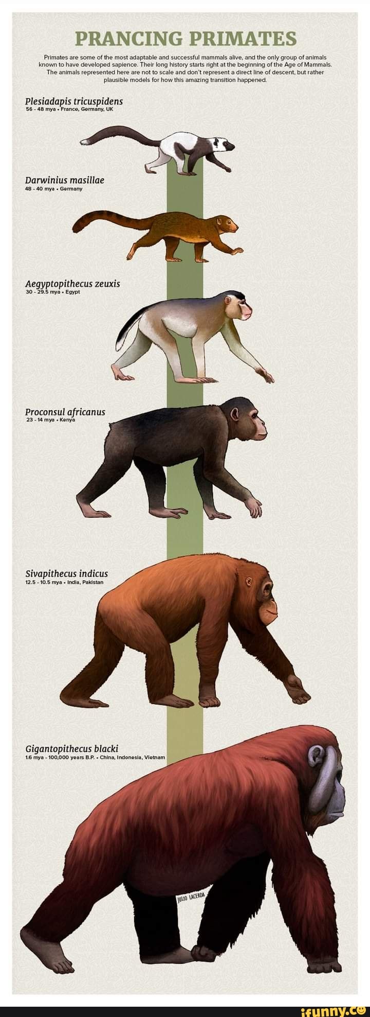 PRANCING PRIMATES Primates are some of the most adaptable and ...
