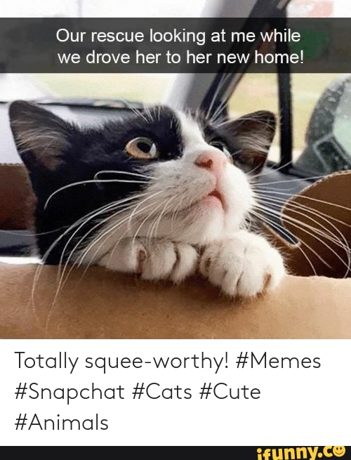 Squee memes. Best Collection of funny Squee pictures on iFunny