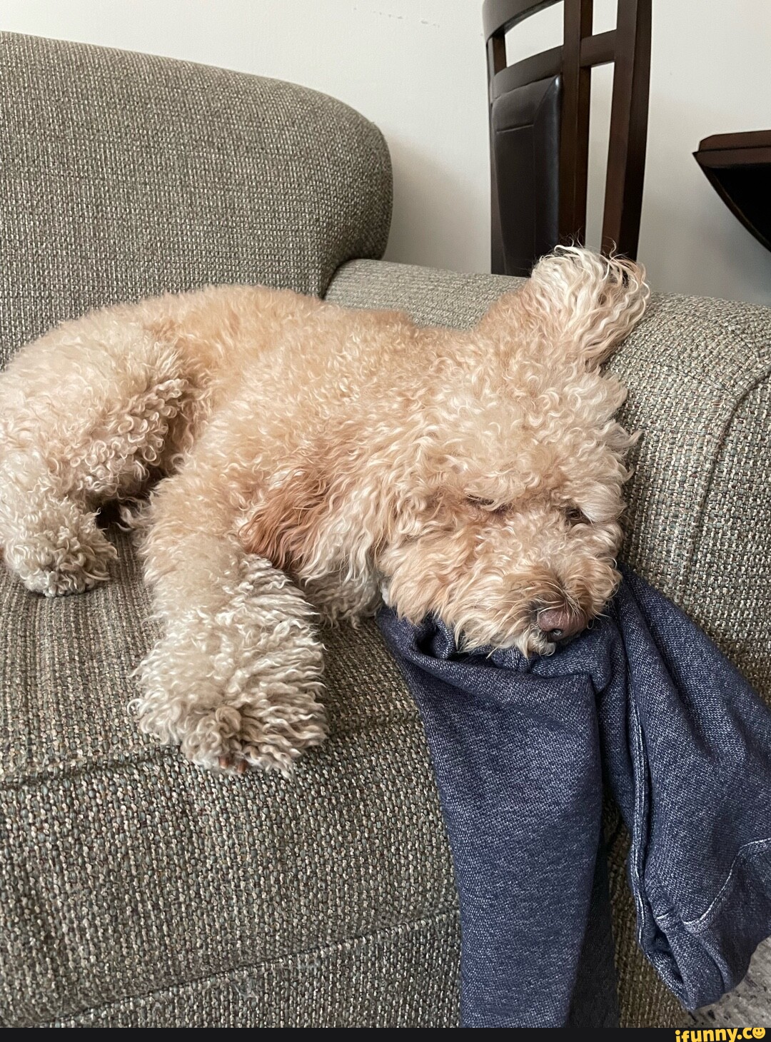 Cavapoo memes. Best Collection of funny Cavapoo pictures on iFunny