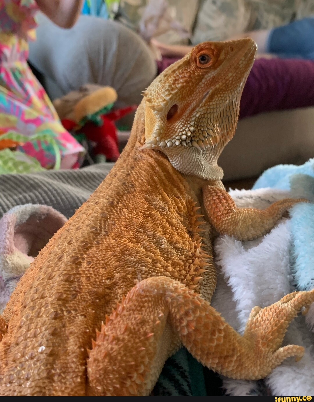 Gabiru memes. Best Collection of funny Gabiru pictures on iFunny