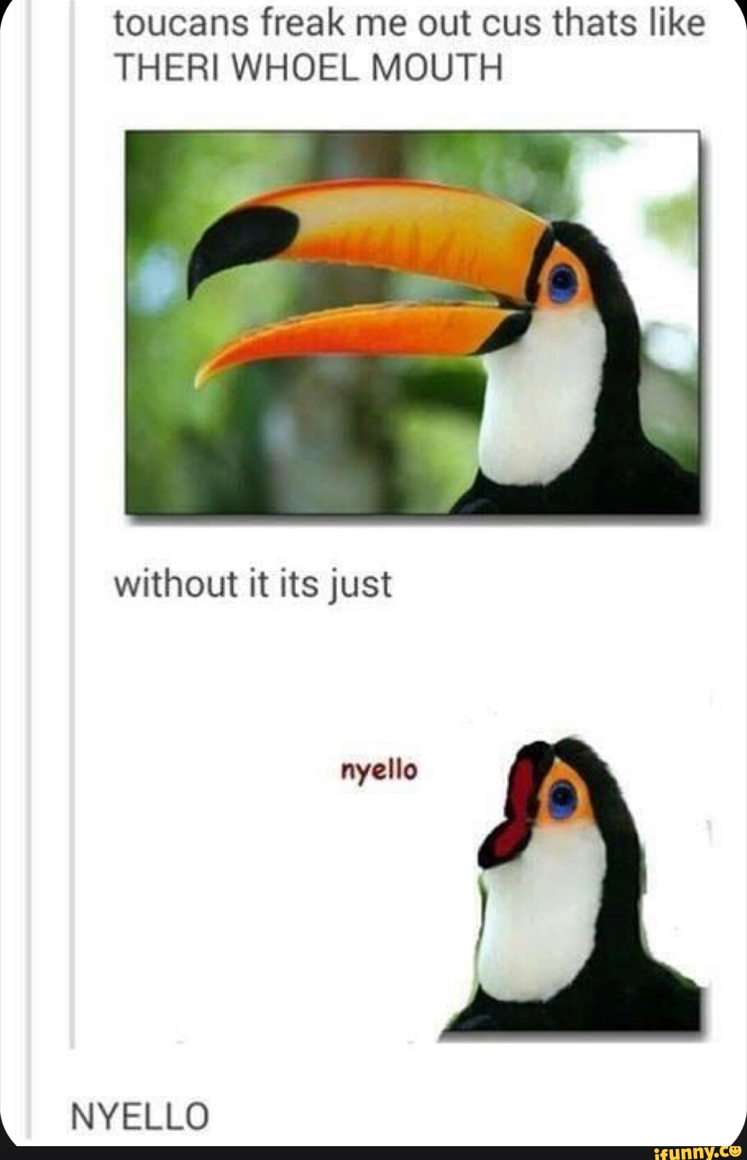 Toucans memes. Best Collection of funny Toucans pictures on iFunny