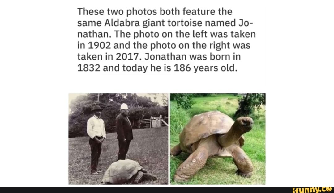 Photos same Aldabra giant tortoise named Jo- nathan. The photo on the ...