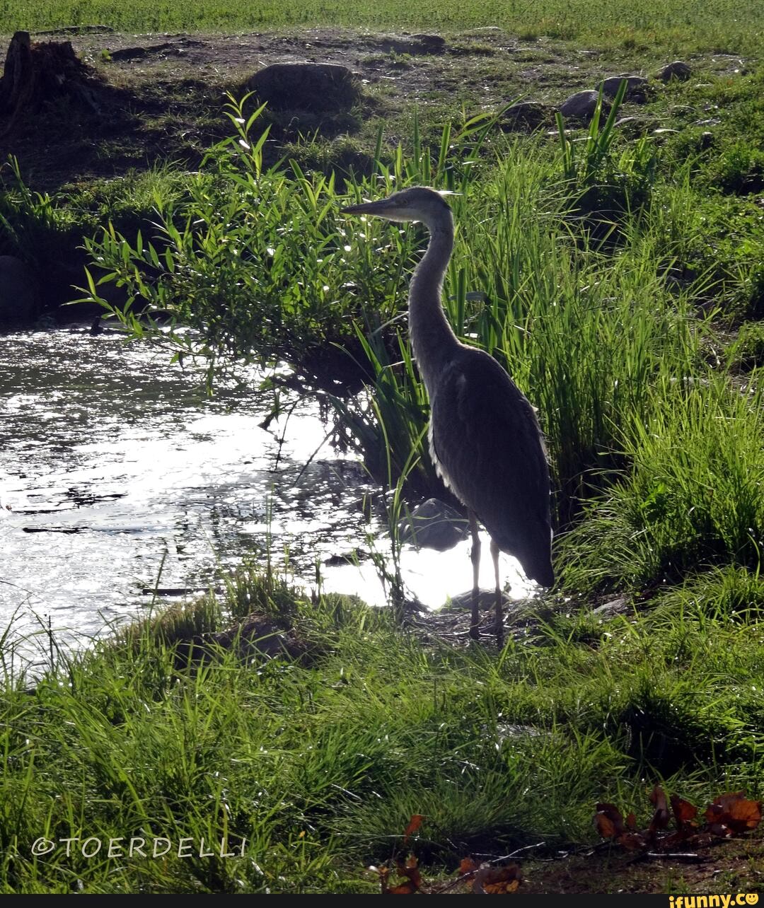 Dslr memes. Best Collection of funny Dslr pictures on iFunny