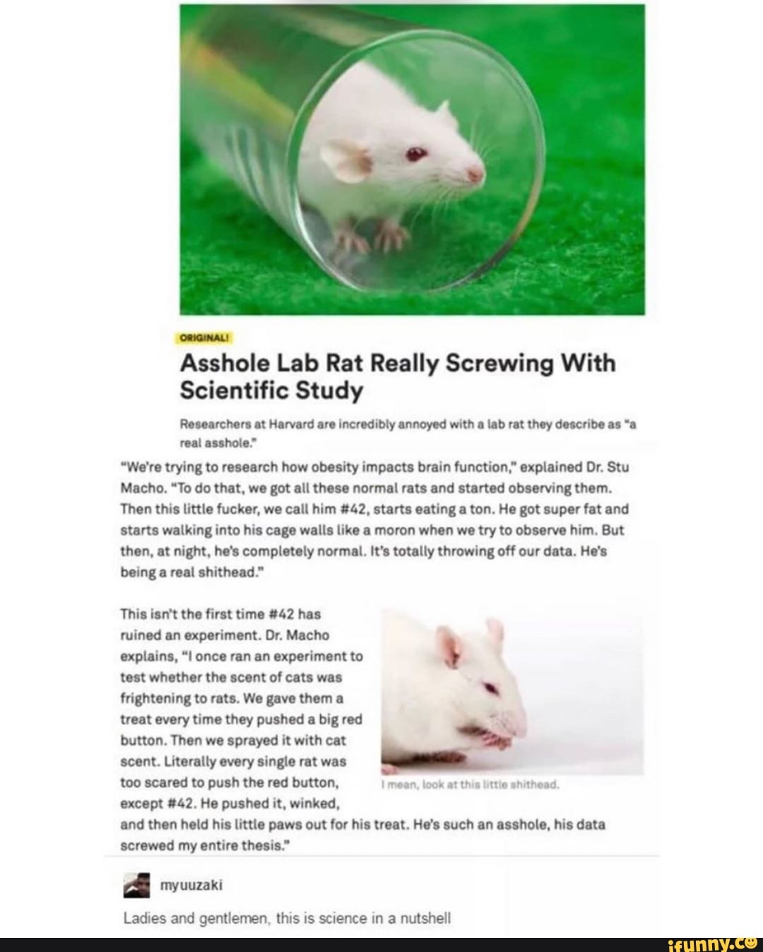 Asshole Lab Rat Really Screwing With Scientific Study Researchers at ...