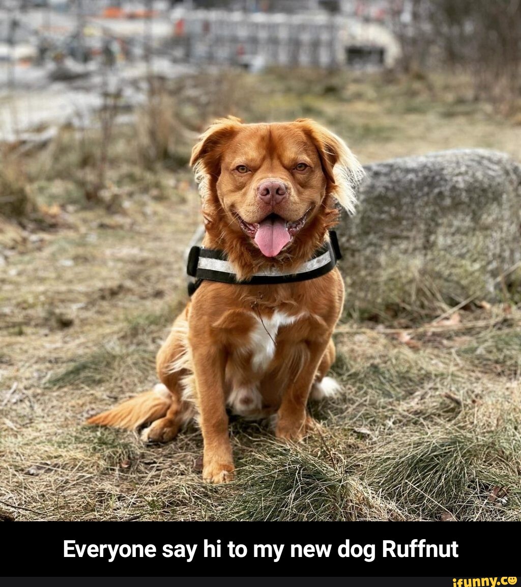 Ruffnut memes. Best Collection of funny Ruffnut pictures on iFunny