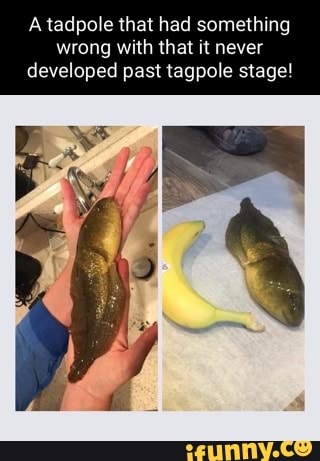 Tadpole memes. Best Collection of funny Tadpole pictures on iFunny