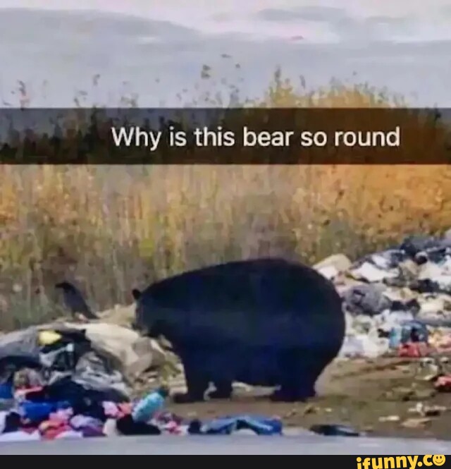 Why is this bear so round - iFunny
