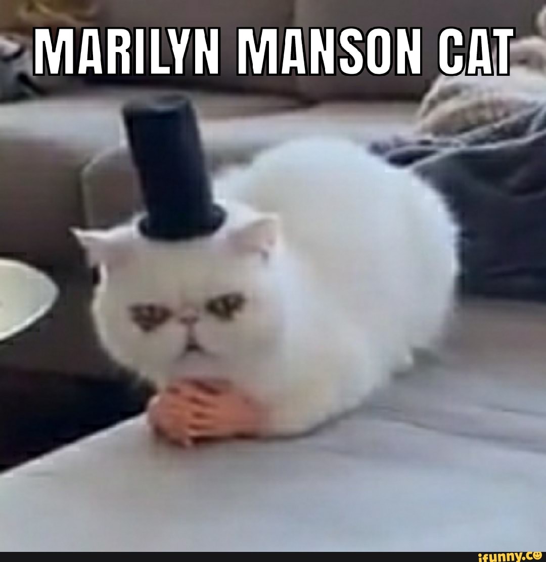 MARILYN MANSON CAT - iFunny