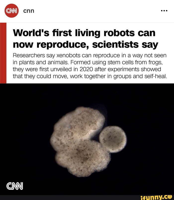 World's first living robots can now reproduce, scientists say Researchers say xenobots can ...