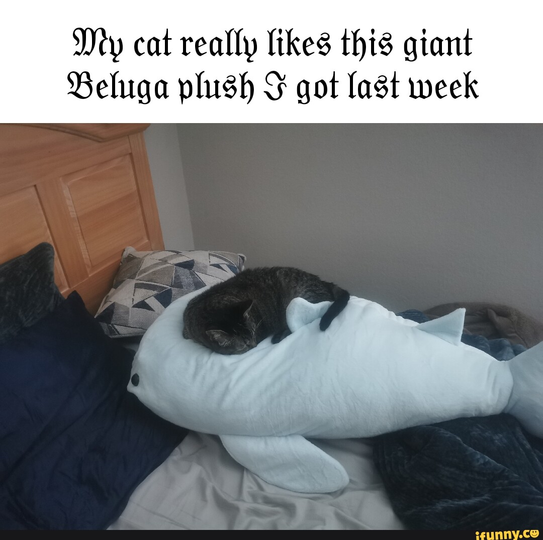My cat really likes this giant Beluga plush got last week - iFunny