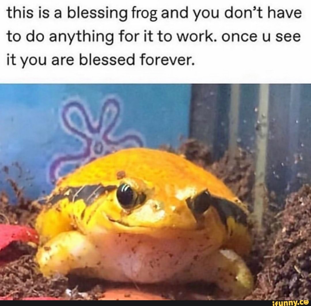 Mangothetomatofrog memes. Best Collection of funny Mangothetomatofrog ...