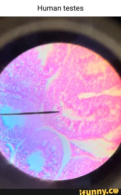 Human testes - iFunny