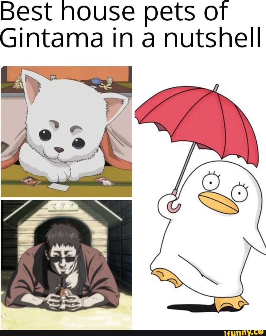 Gintama memes. Best Collection of funny Gintama pictures on iFunny