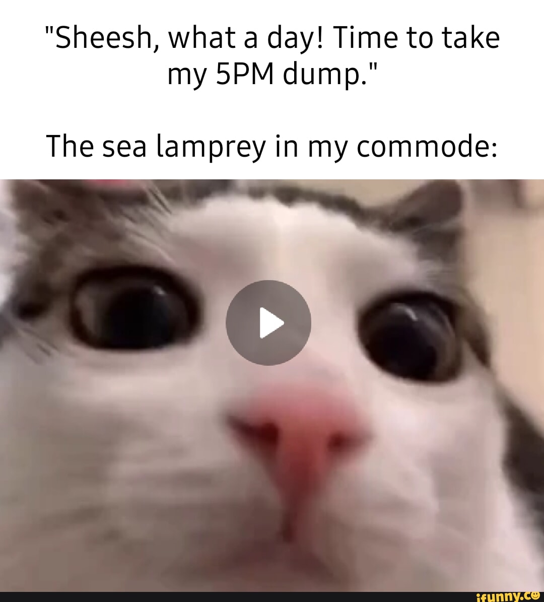 Lamprey memes. Best Collection of funny Lamprey pictures on iFunny