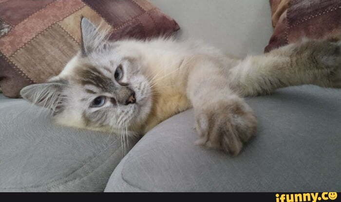 Himalayan_cat memes. Best Collection of funny Himalayan_cat pictures on ...