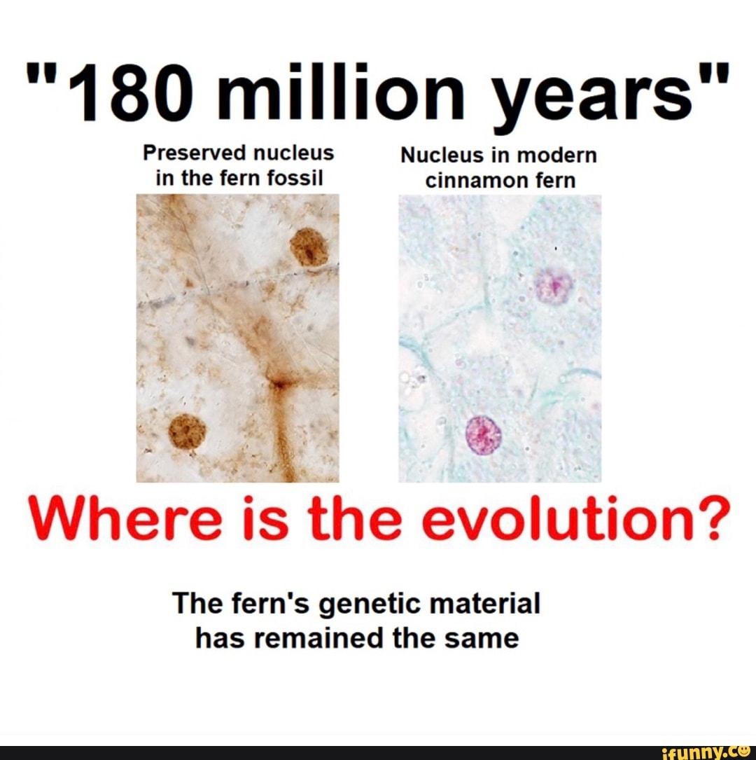 "180 million years" Preserved nucleus Nucleus in modern in the fern ...