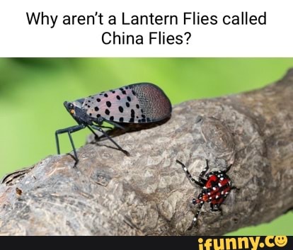 Lanternflies memes. Best Collection of funny Lanternflies pictures on ...