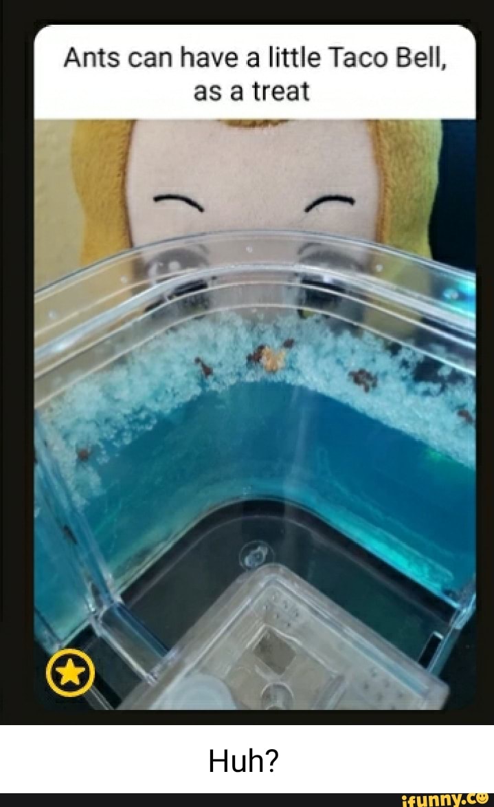 Ants can have a little Taco Bell, as a treat - iFunny
