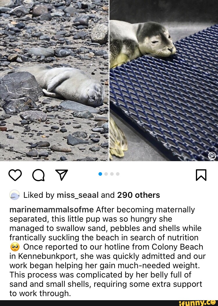 Pebbles memes. Best Collection of funny Pebbles pictures on iFunny