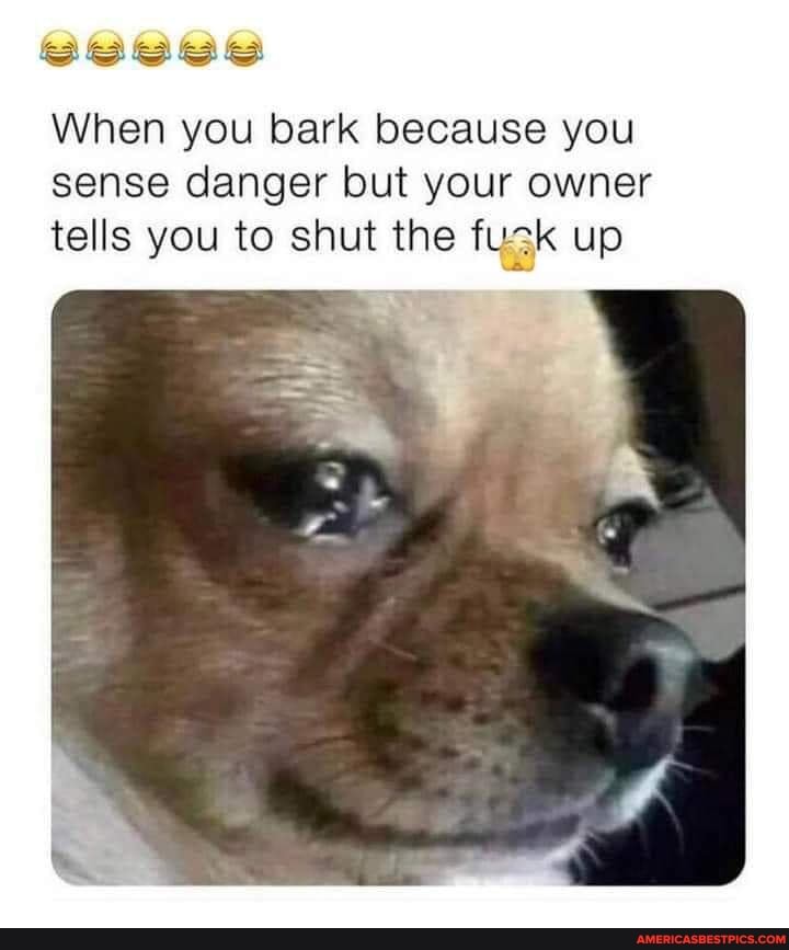 When you bark because you sense danger but your owner tells you to shut ...