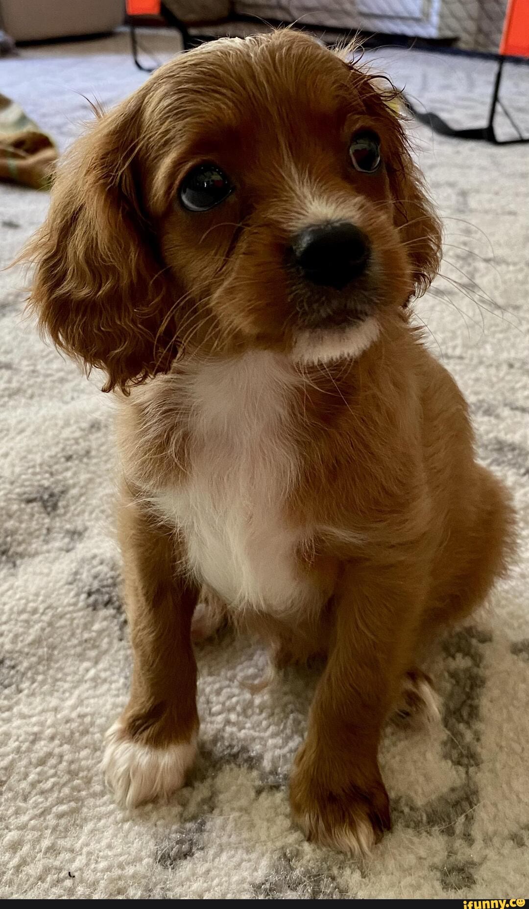 Cavapoo memes. Best Collection of funny Cavapoo pictures on iFunny