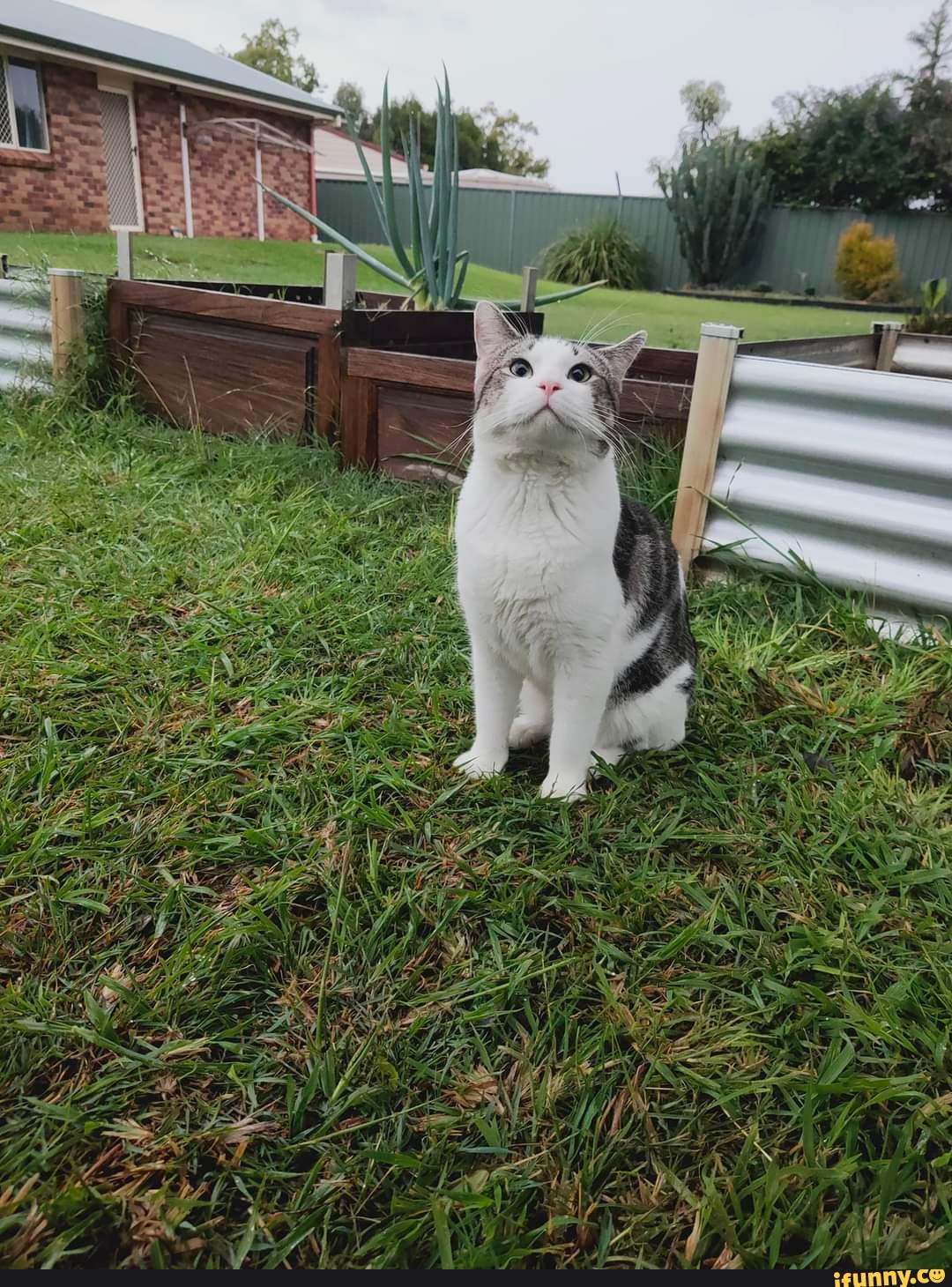 Piku memes. Best Collection of funny Piku pictures on iFunny