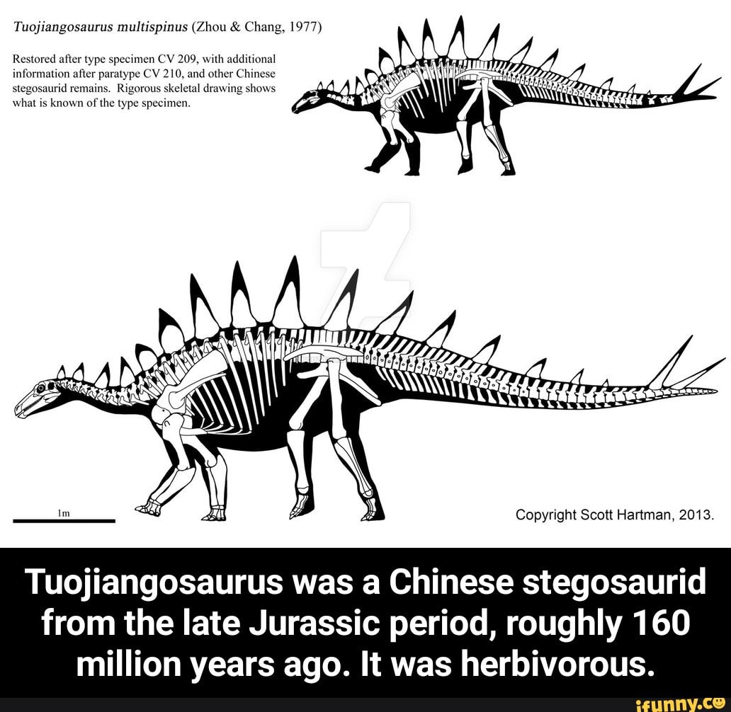 Tuojiangosaurus Skeleton