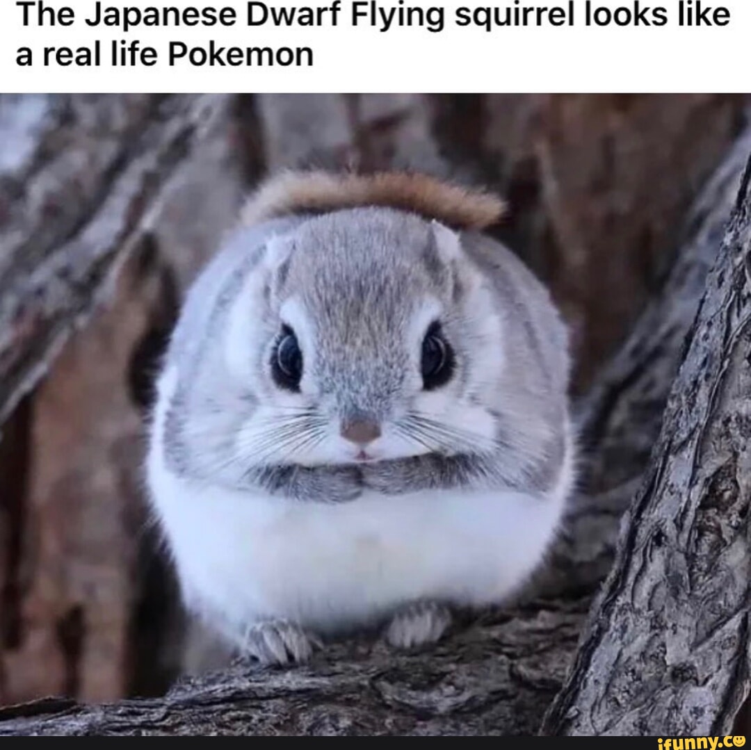 Picture memes KQjWUHmB7 by Fatchu: 380 comments - iFunny