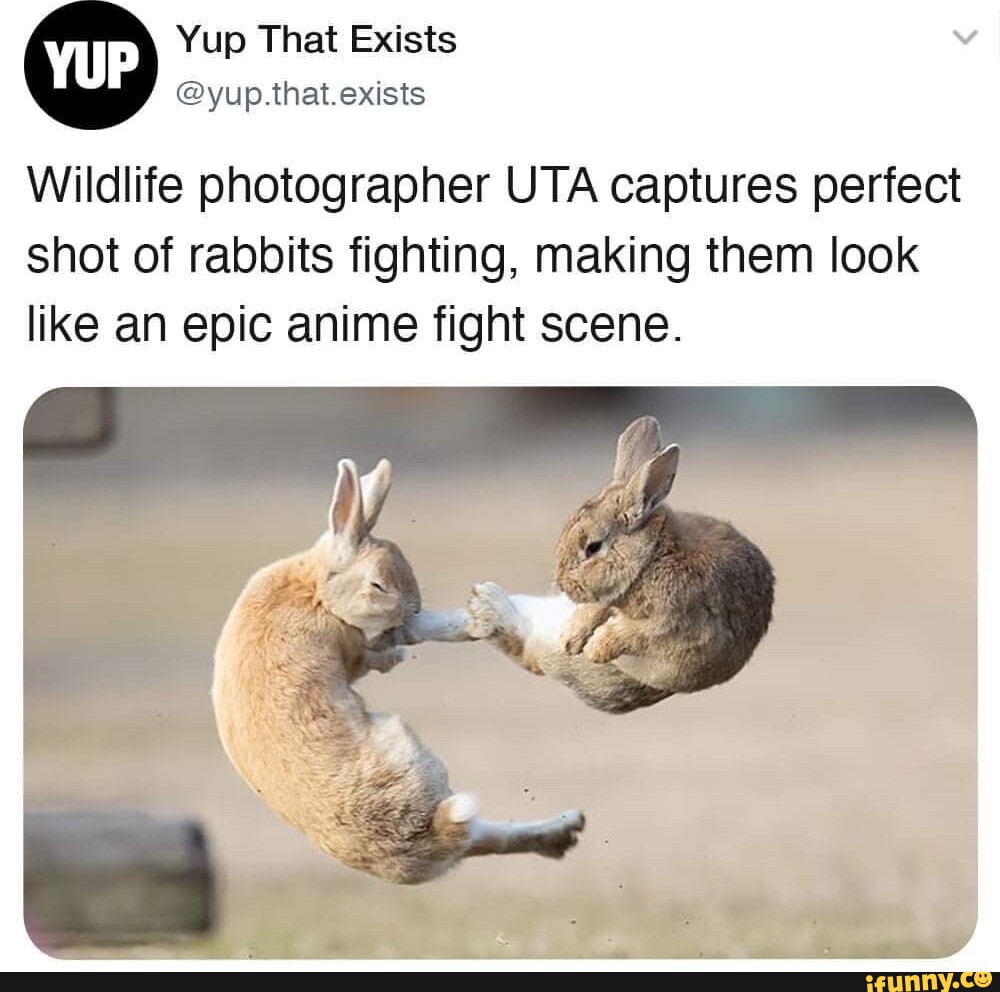 Wildlife photographer UTA captures perfect shot of rabbits fighting ...