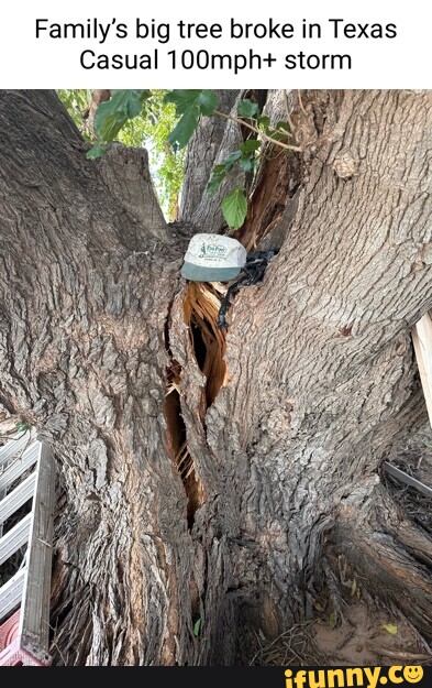 Treehugger memes. Best Collection of funny Treehugger pictures on iFunny