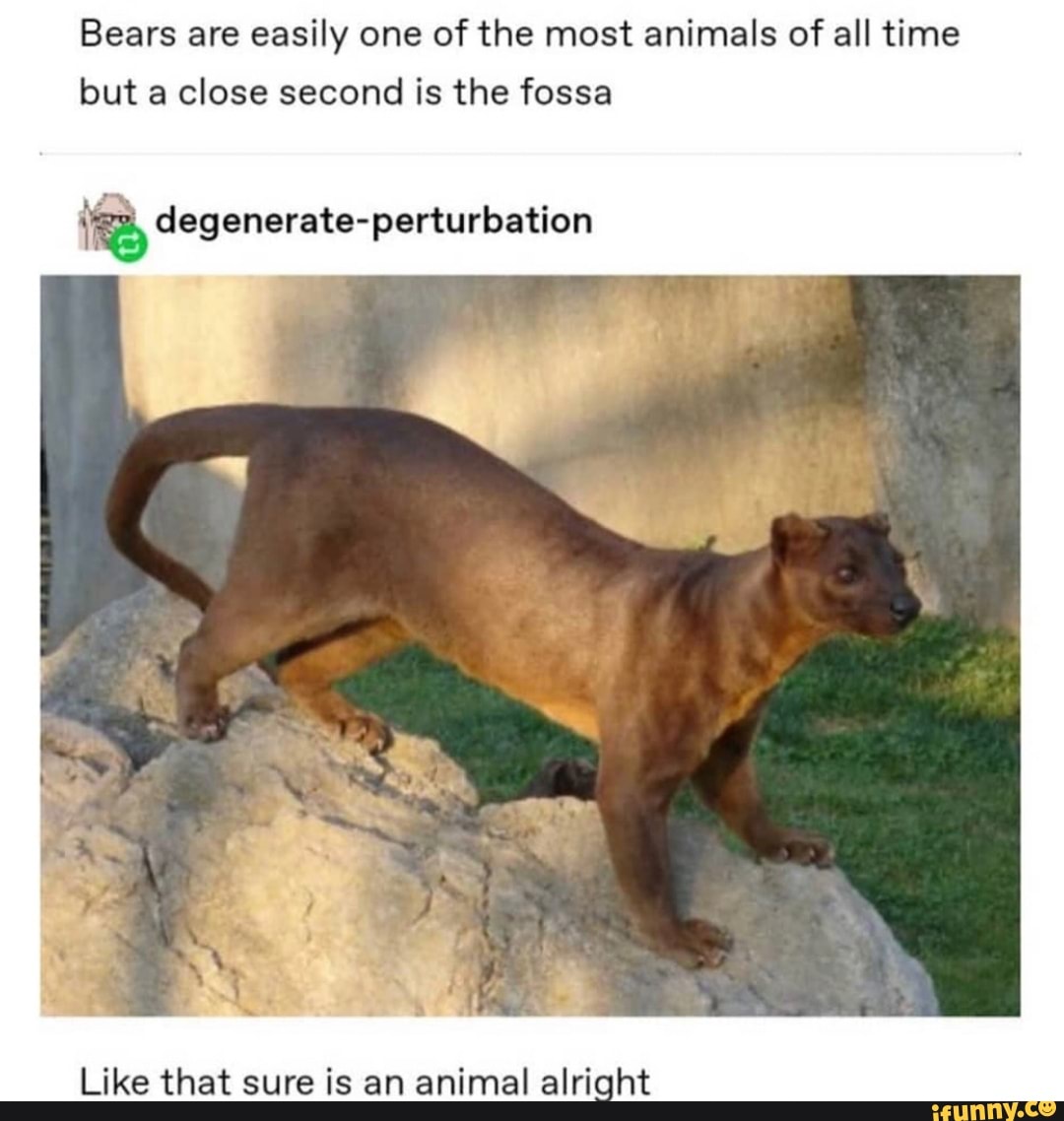 Fossa memes. Best Collection of funny Fossa pictures on iFunny