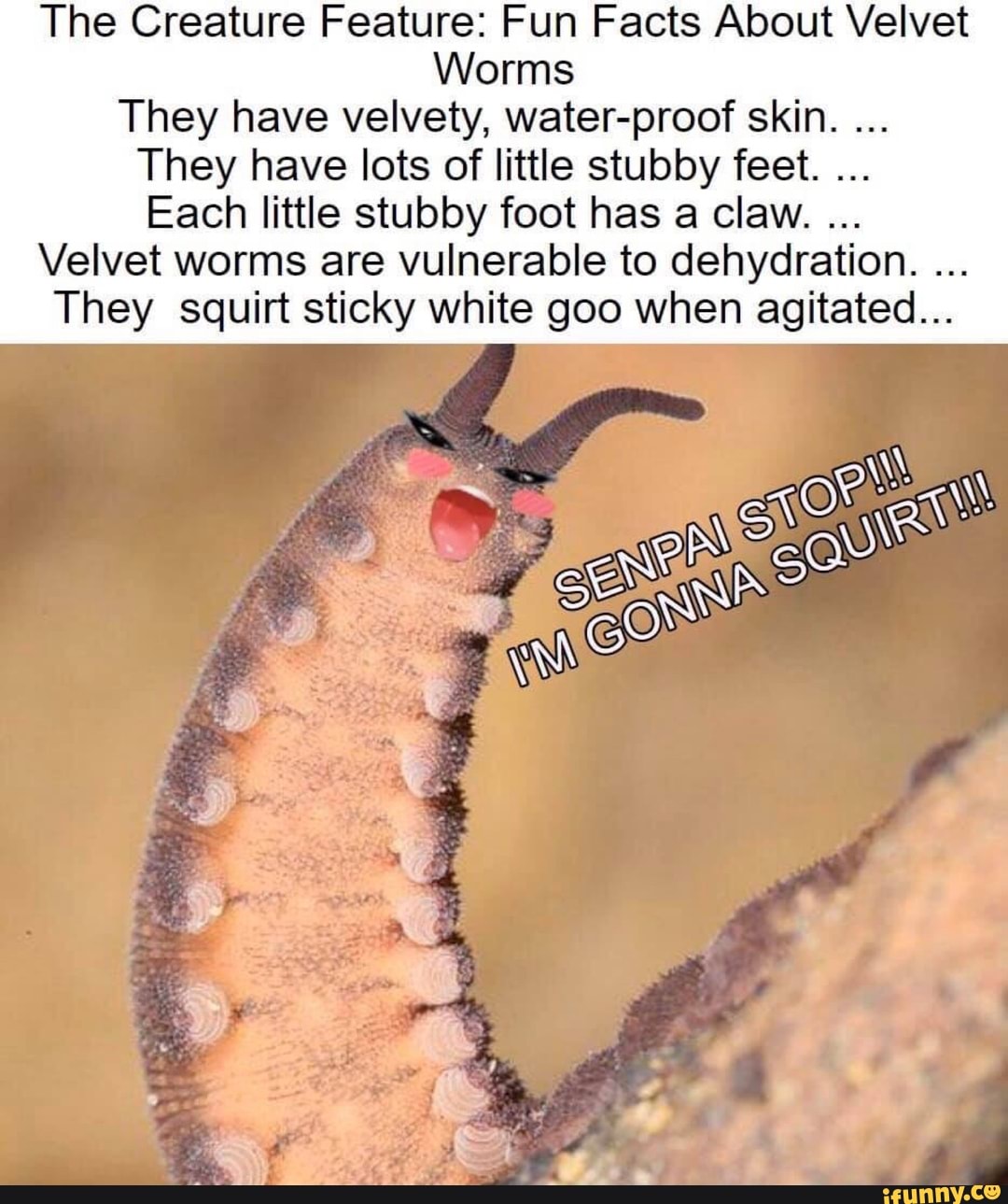 the-creature-feature-fun-facts-about-velvet-worms-they-have-velvety